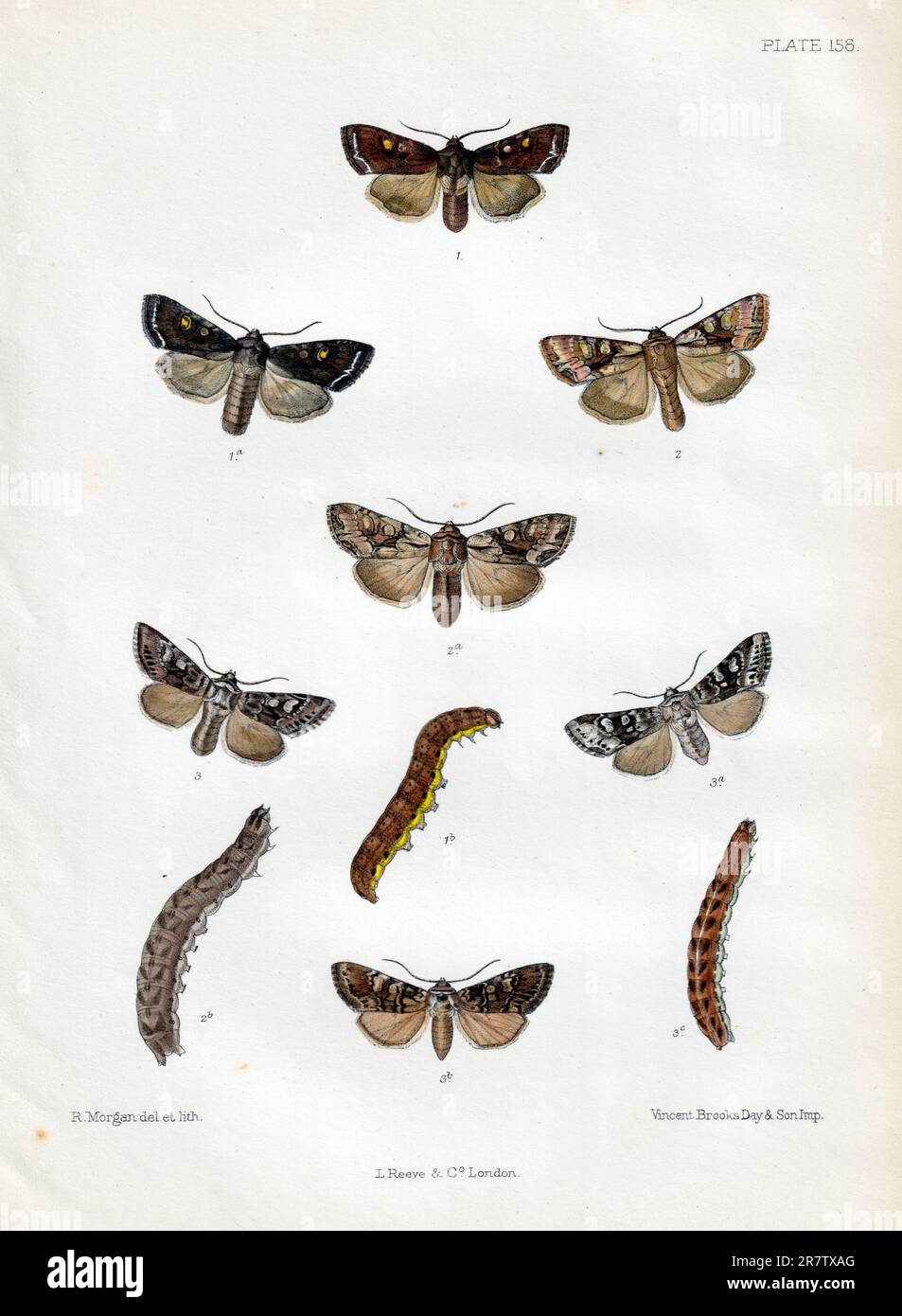 Charles Golding Barrett (1836-1904) - The Lepidoptera of the British ...