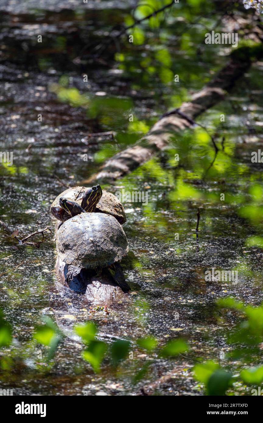 Pair of red eared slider turtles face each other on a log idyllic pond ...