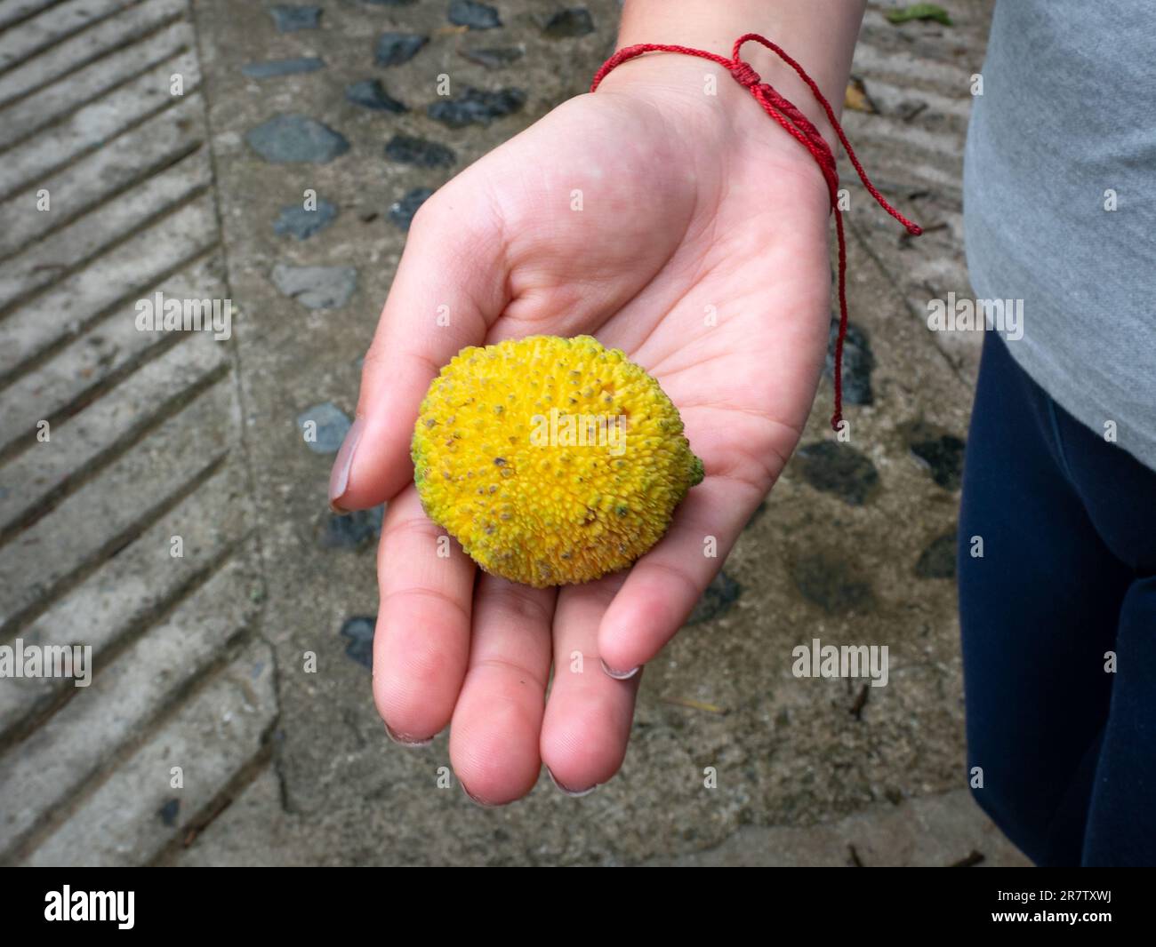 Small Fruit with a Yellow Shell, Large Seed and Little Flesh on a Woman ...