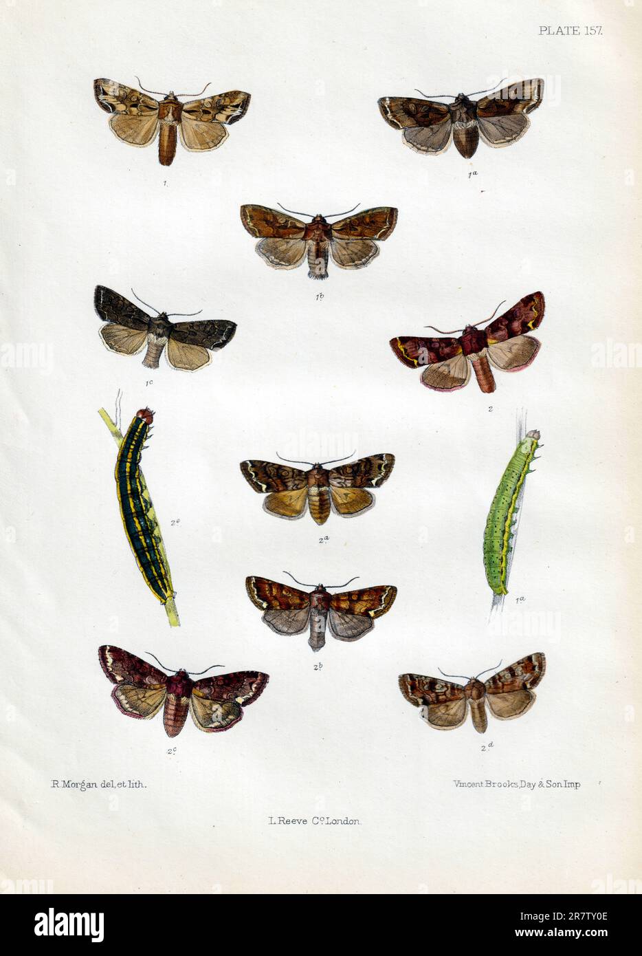 Charles Golding Barrett (1836-1904) - The Lepidoptera of the British ...