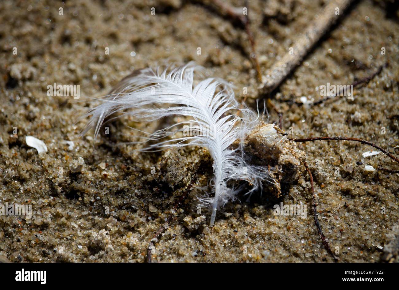 Feather floating in air hi-res stock photography and images - Alamy