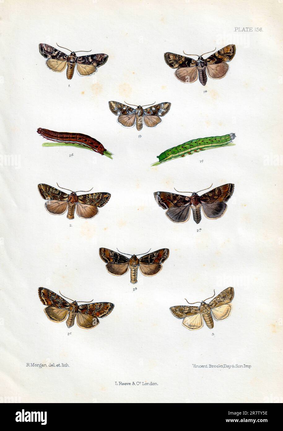 Charles golding barrett hi-res stock photography and images - Alamy