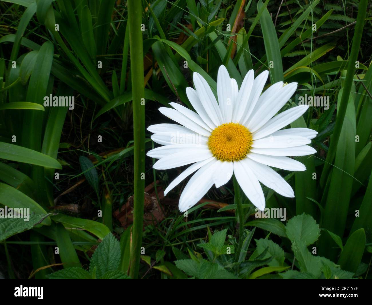 Oxeye Daisy, Dog Daisy or Marguerite (Leucanthemum vulgare) is the ...