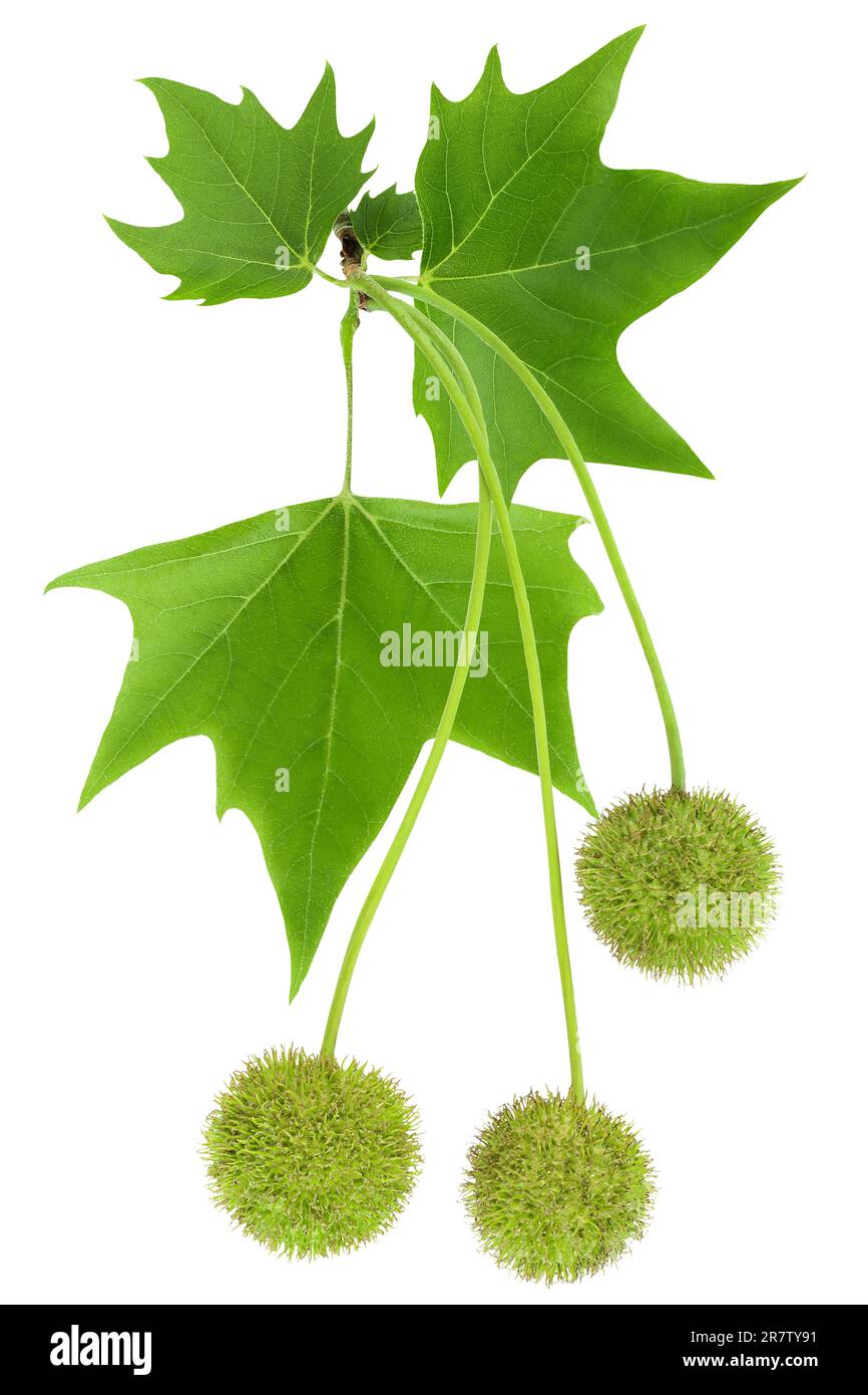 branch of sycamore plane tree isolated on white bacground. Top view ...