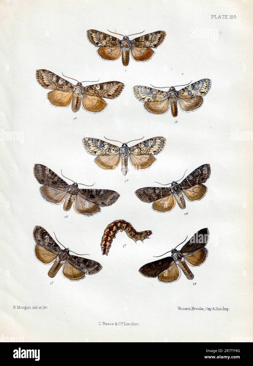 Charles golding barrett hi-res stock photography and images - Alamy