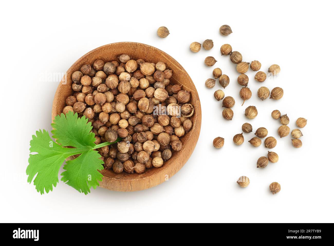Dried coriander seeds in the wooden bowl with fresh green leaf isolated on white background. Top ...