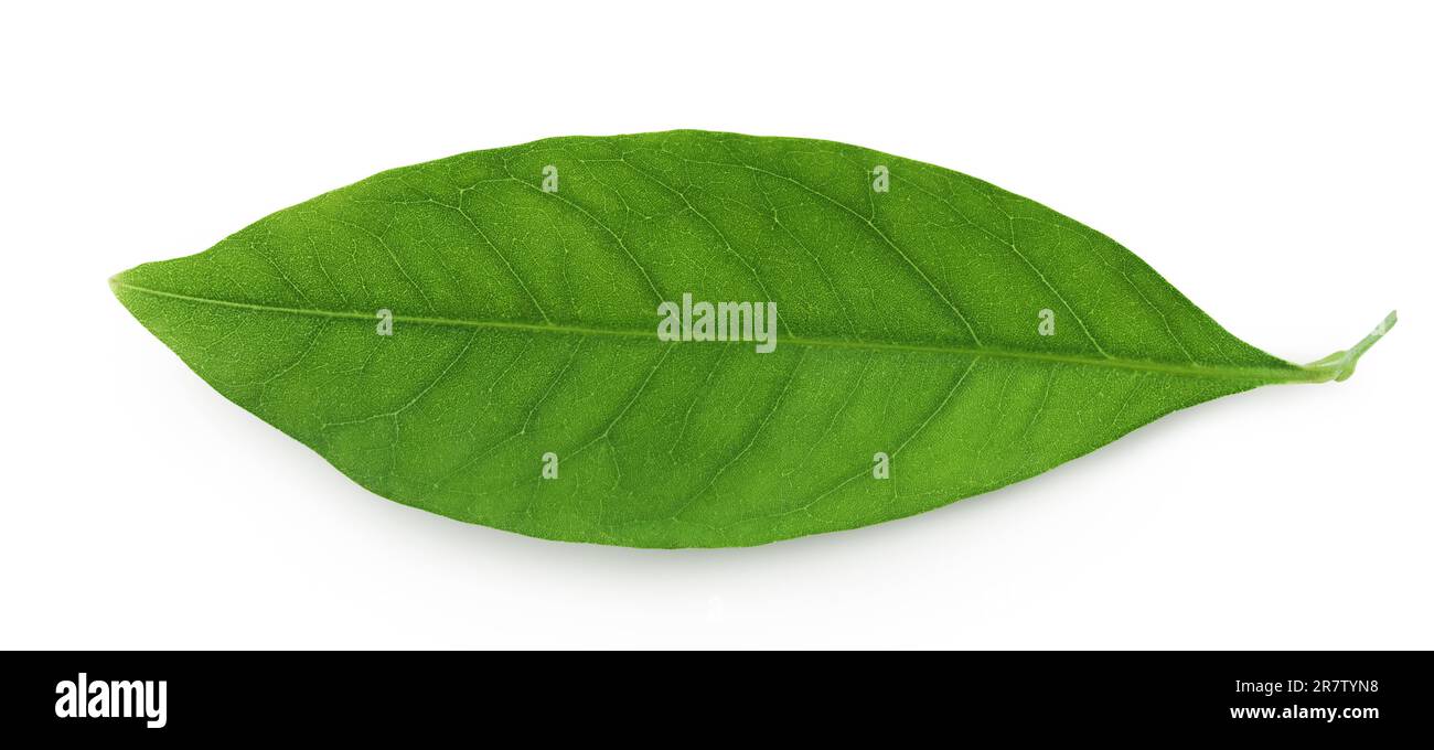 Green lychee leaf isolated on a white background. Top view. Flat lay ...