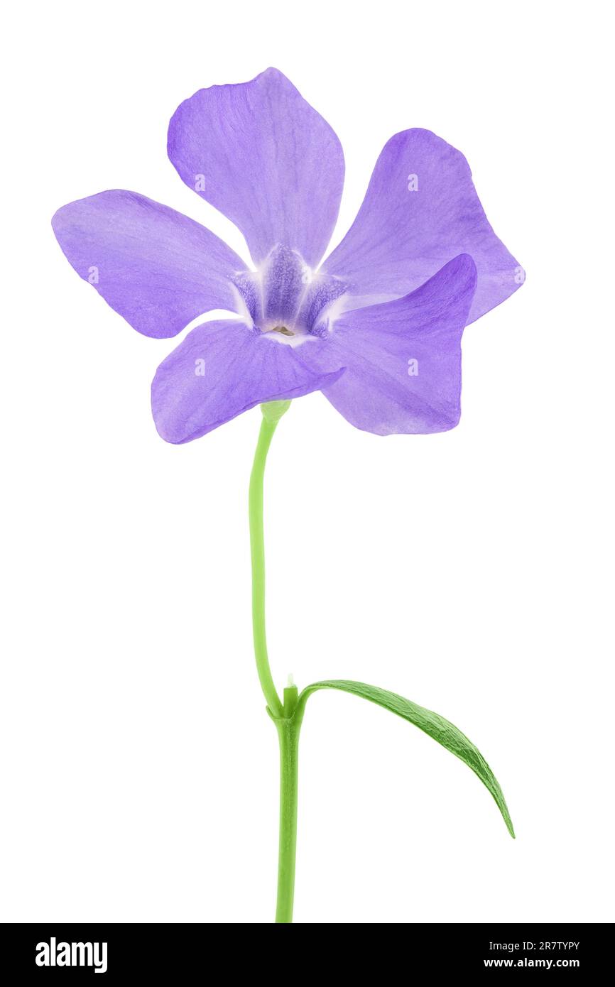 wild periwinkle flowers isolated on white background Stock Photo - Alamy