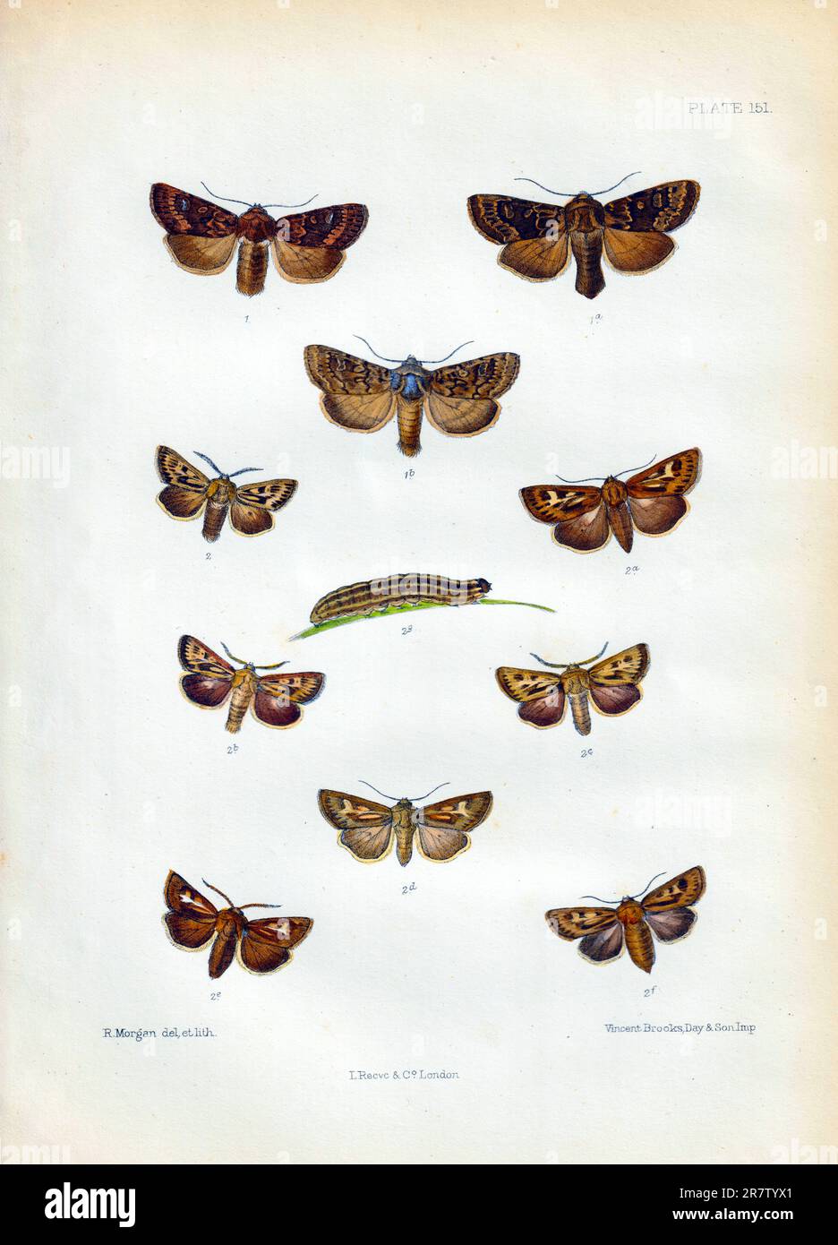 Charles Golding Barrett (1836-1904) - The Lepidoptera of the British ...