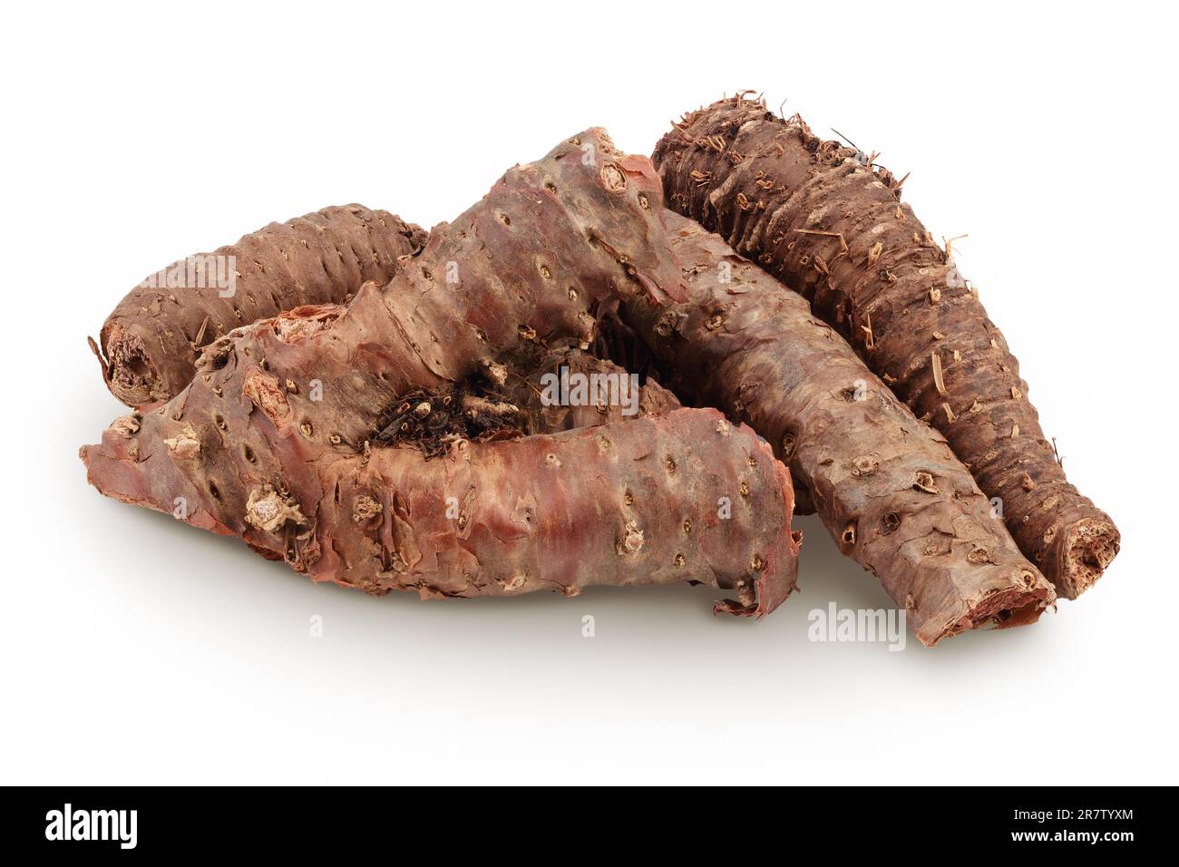 Rhodiola rosea root isolated on white background with full depth of ...