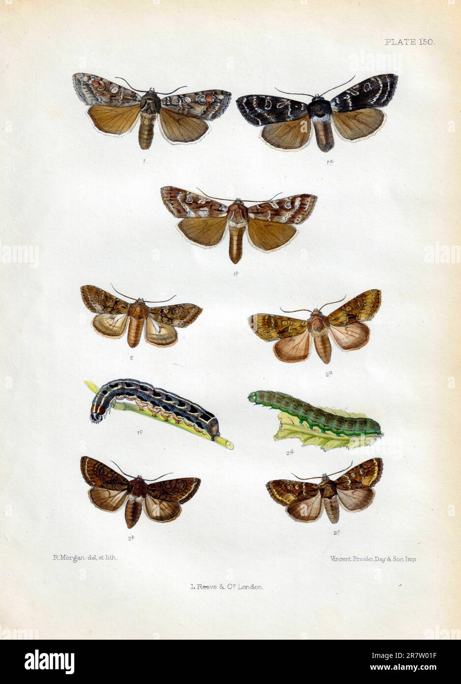 Charles Golding Barrett (1836-1904) - The Lepidoptera of the British ...