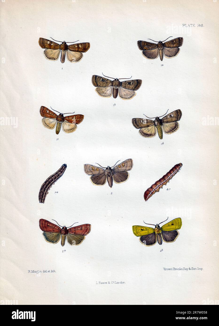 Charles Golding Barrett (1836-1904) - The Lepidoptera of the British ...