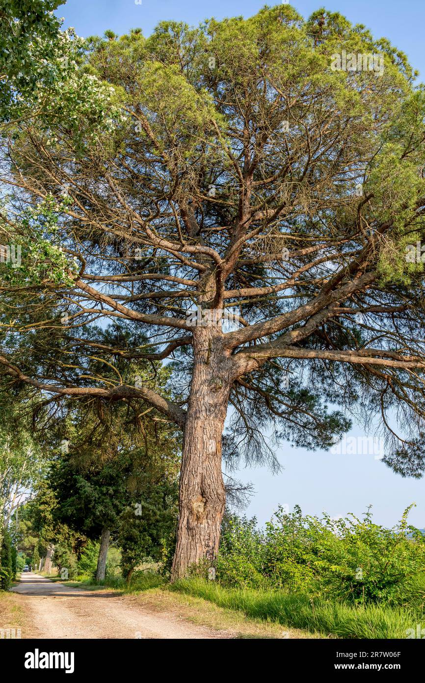 Giant old oak tree on a hill hi-res stock photography and images - Alamy