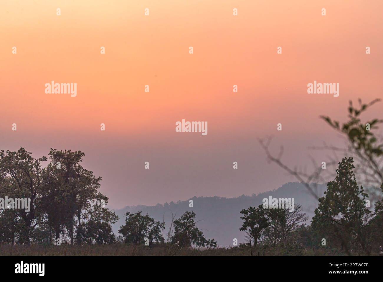 A beautiful dawn in a forest Stock Photo - Alamy