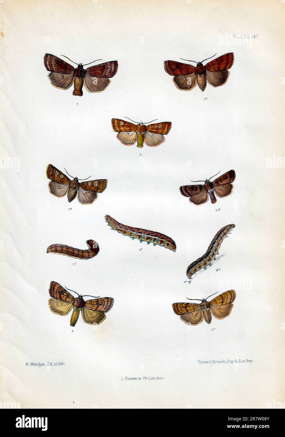Charles Golding Barrett (1836-1904) - The Lepidoptera of the British ...