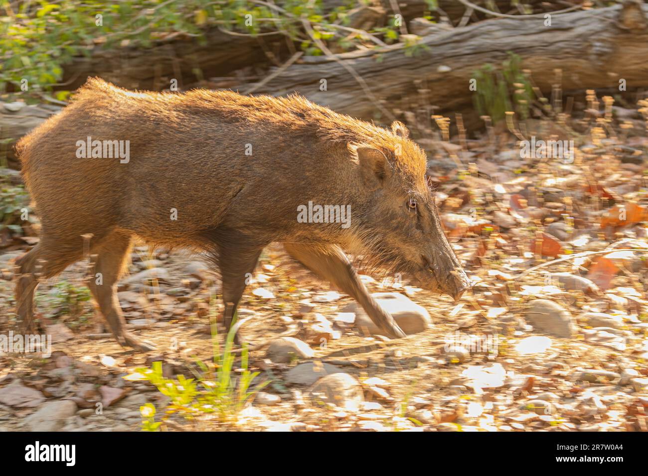 Fang of wild boar hi-res stock photography and images - Alamy