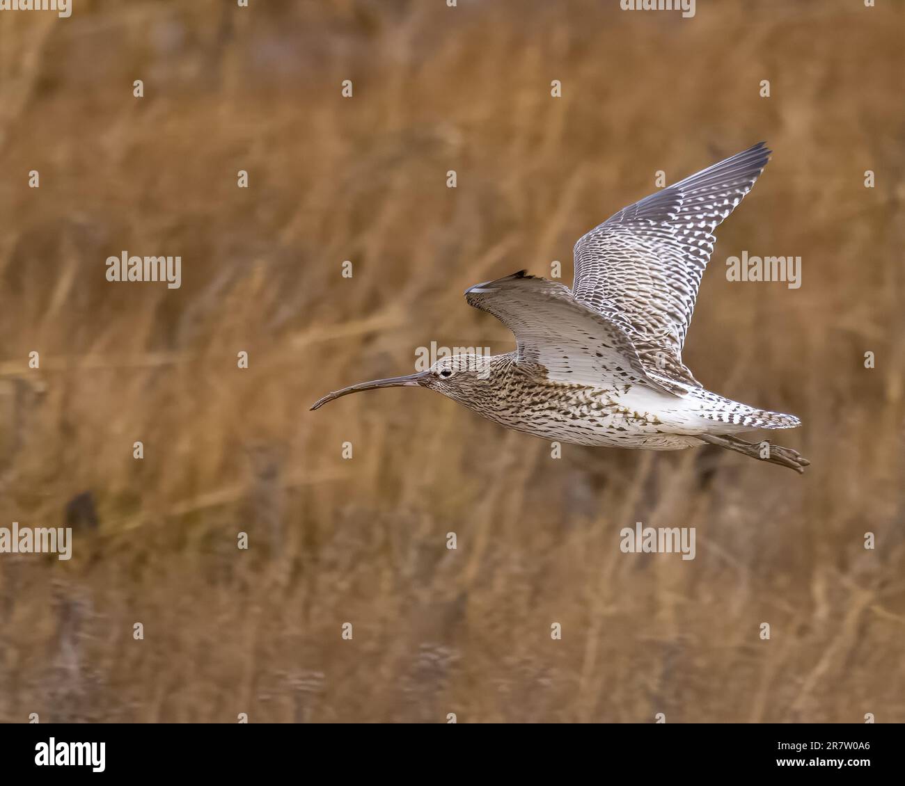 A Curlew flying over dry grasslands and shrubbery below Stock Photo - Alamy