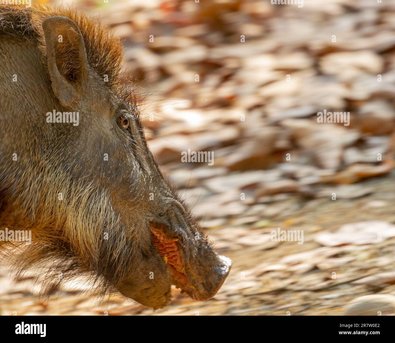 A Wild Boar with a open mouth Stock Photo - Alamy