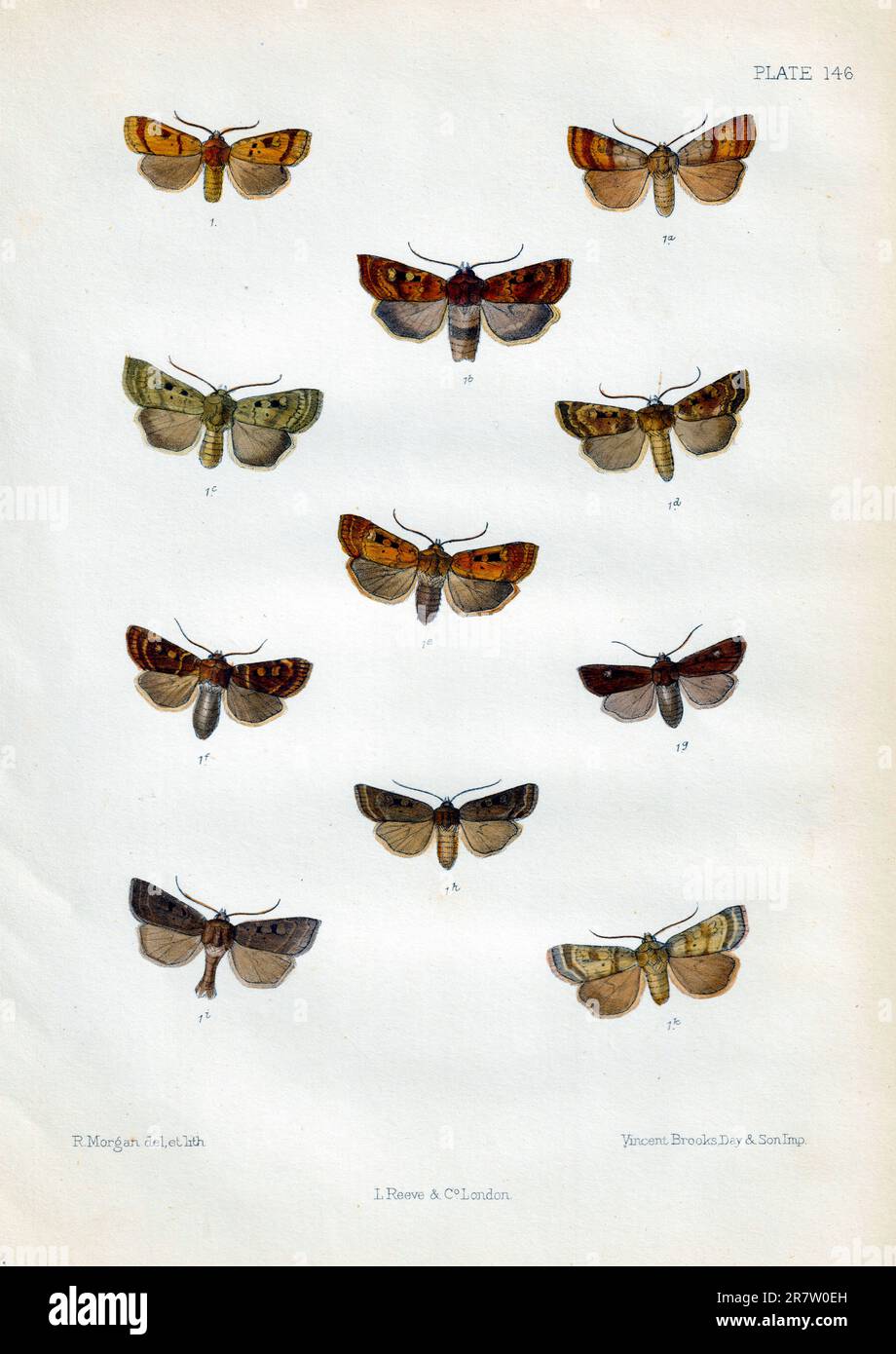 Charles golding barrett hi-res stock photography and images - Alamy