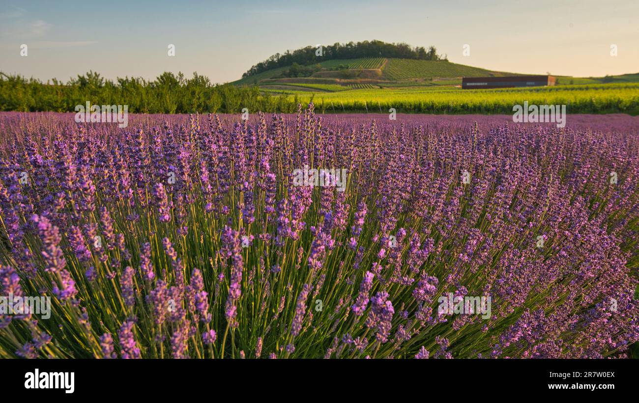 Lavender fields in the Kaiserstuhl area in germany Stock Photo - Alamy