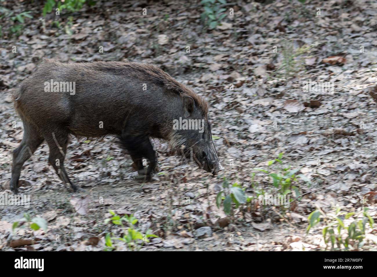 Warthog roaming hi-res stock photography and images - Alamy