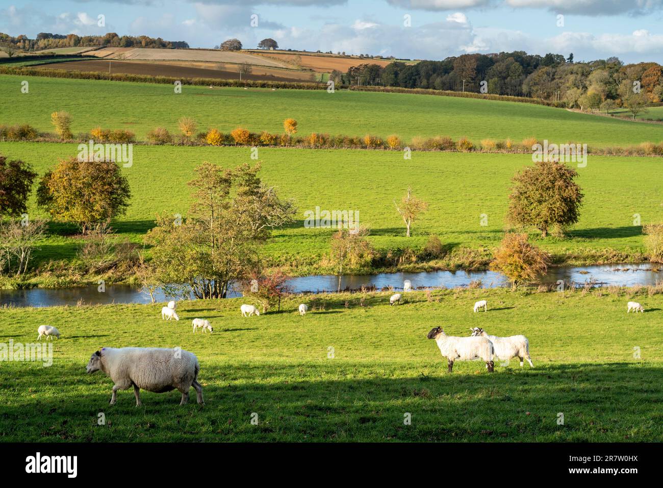 Sheep - black faced and Cotswolds Lion, on the grassy pasture slopes of ...