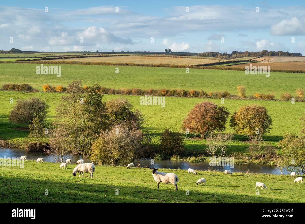 Sheep - black faced and Cotswolds Lion, on the grassy pasture slopes of ...