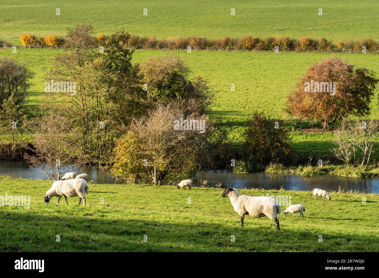 Sheep - black faced and Cotswolds Lion, on the grassy pasture slopes of ...