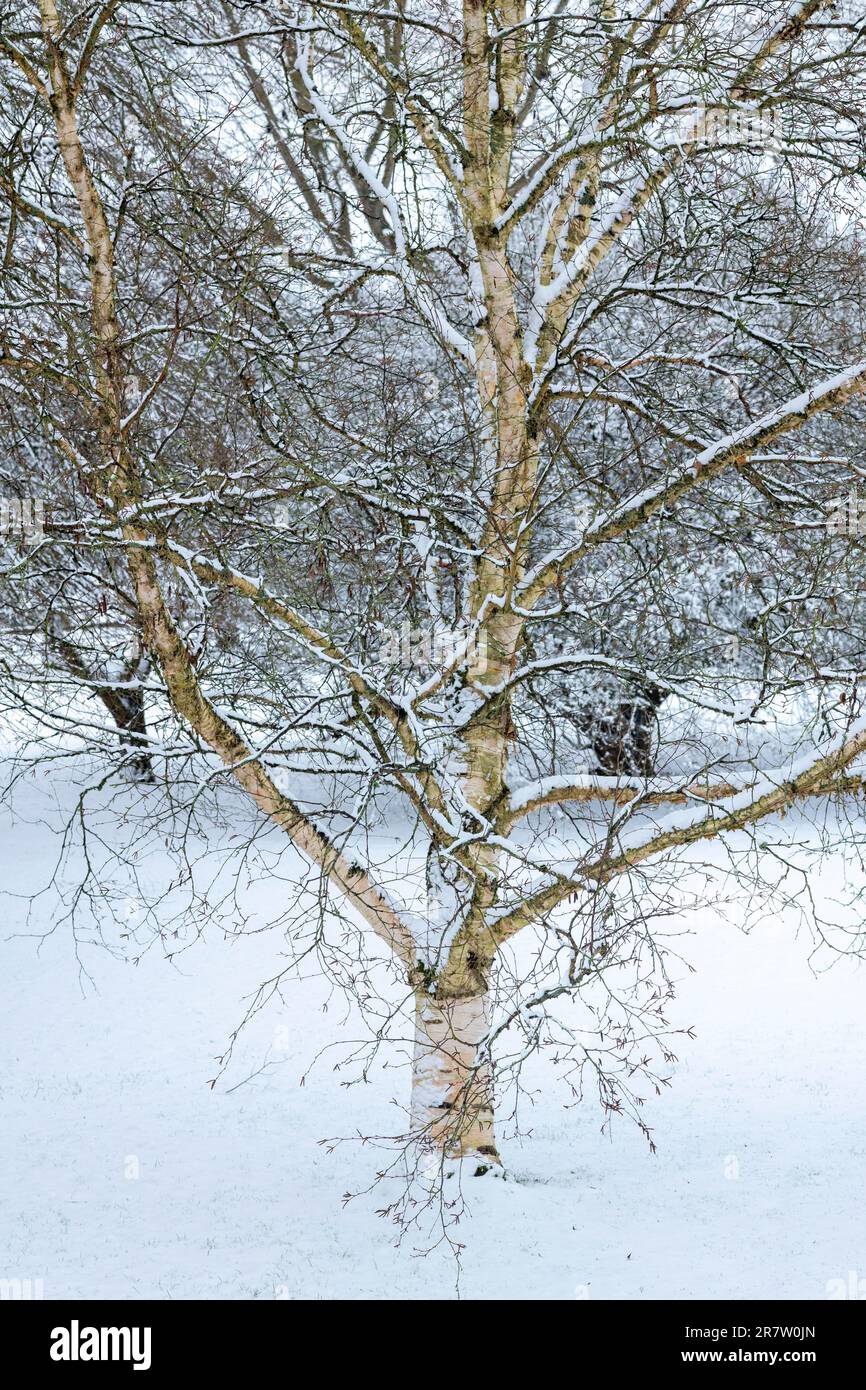 Snow covered Silver Birch, Betula Pendula in wintry scene in The ...