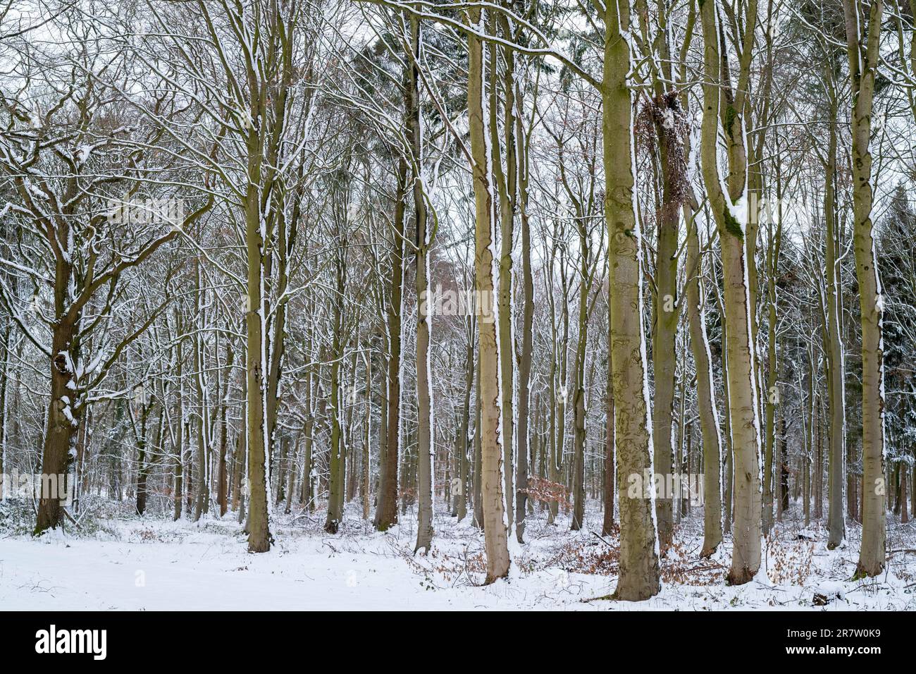 Copse of Silver Birch trees in snow-covered woodland in wintertime in ...