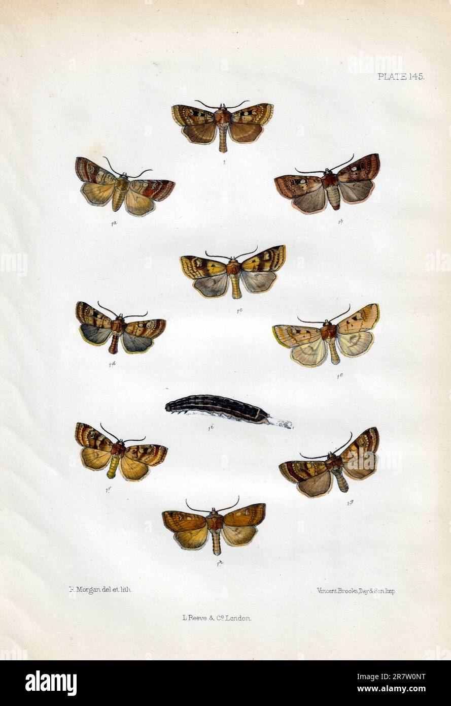 Charles Golding Barrett (1836-1904) - The Lepidoptera of the British ...
