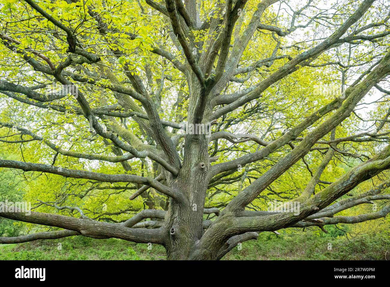 English Oak, Quercus robur, tree in springtime on Hampstead Heath in ...
