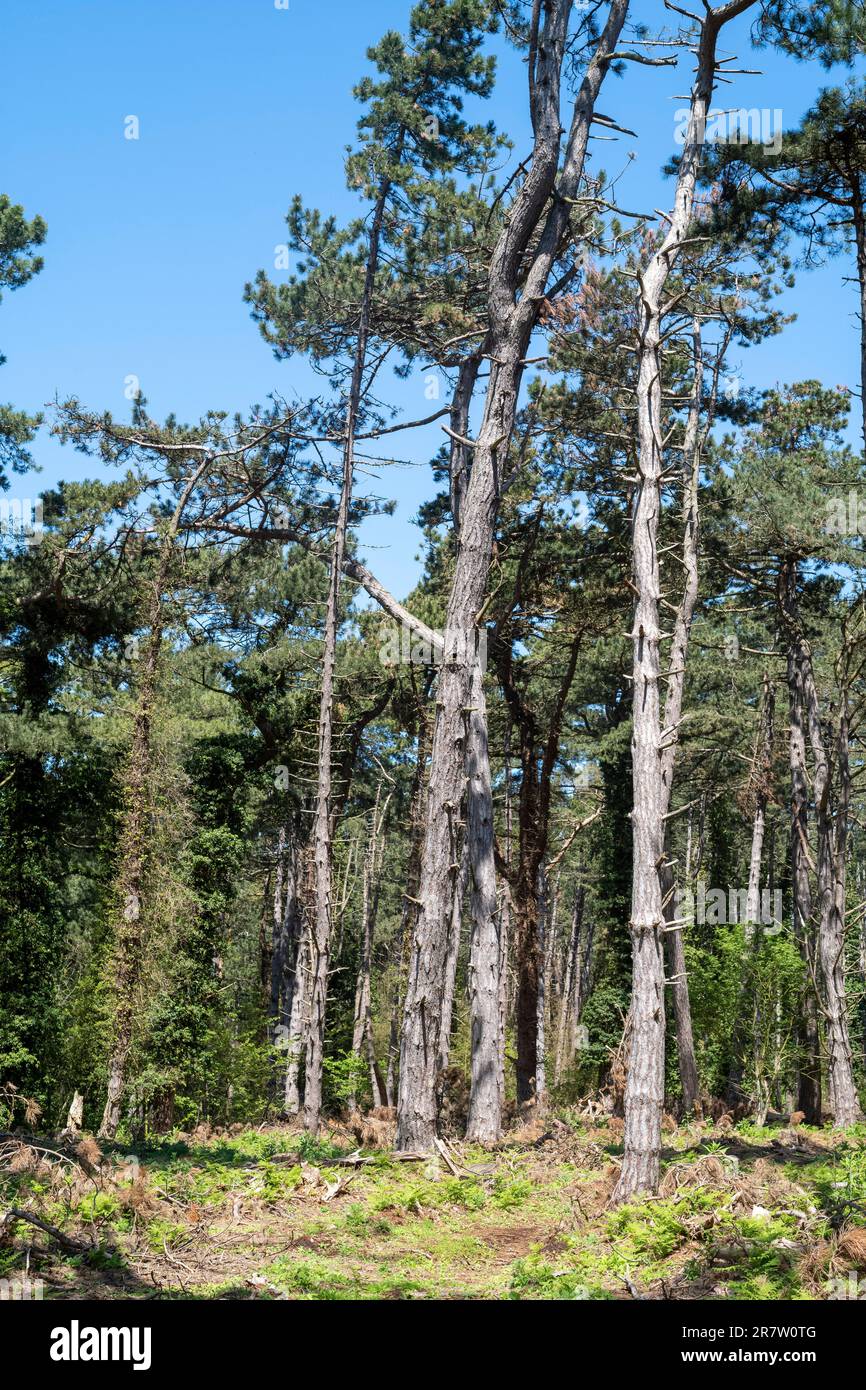 Pinewood of ancient Corsican Pine trees, Pinus nigra, at Holkham in ...