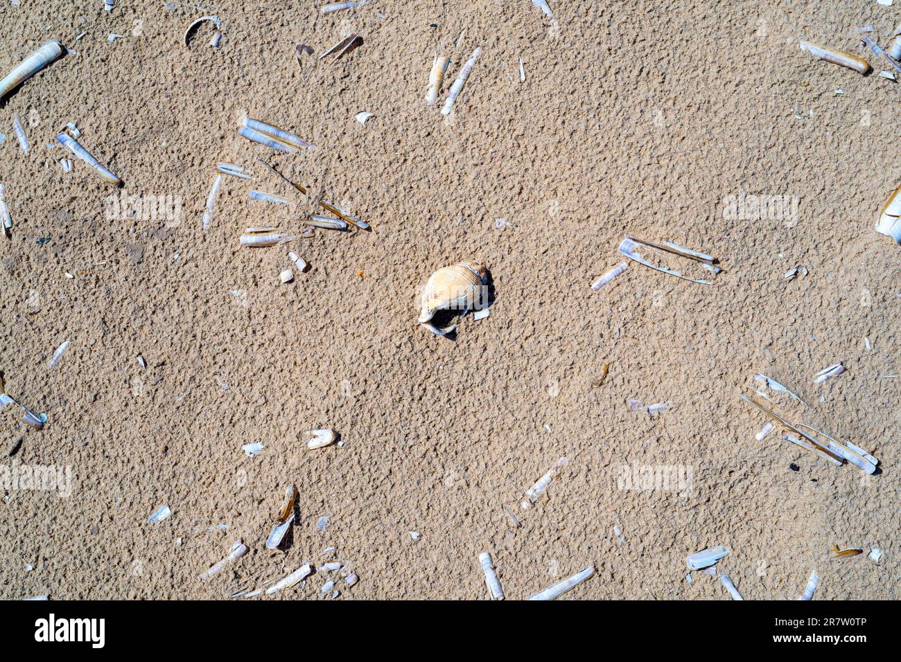 Razor shells, Ensis magnus of Common Razor Clam a bivalve of Pharisee ...