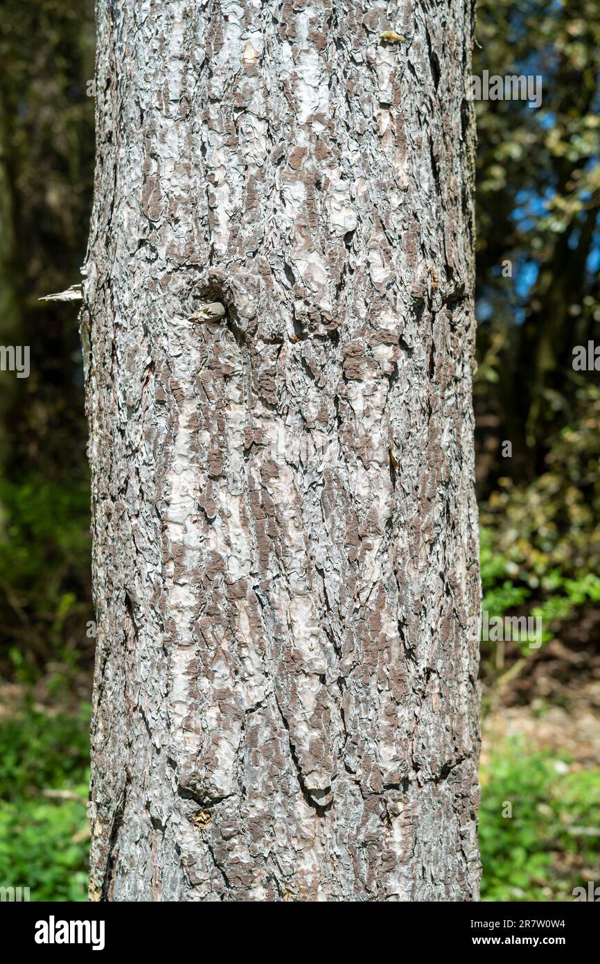 Bark on trunk of pine tree in woodland at Holkham in Norfolk Stock ...