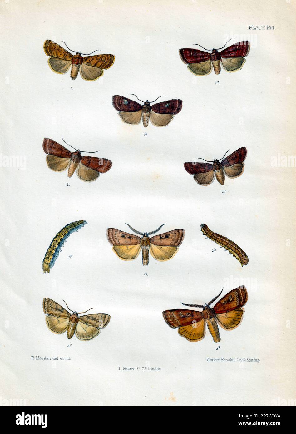 Charles Golding Barrett (1836-1904) - The Lepidoptera of the British ...