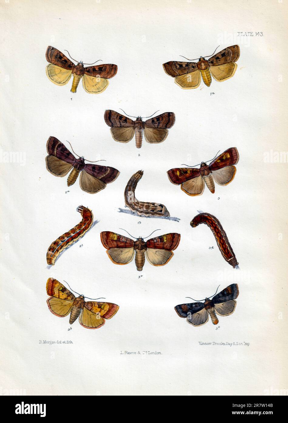 Charles golding barrett hi-res stock photography and images - Alamy