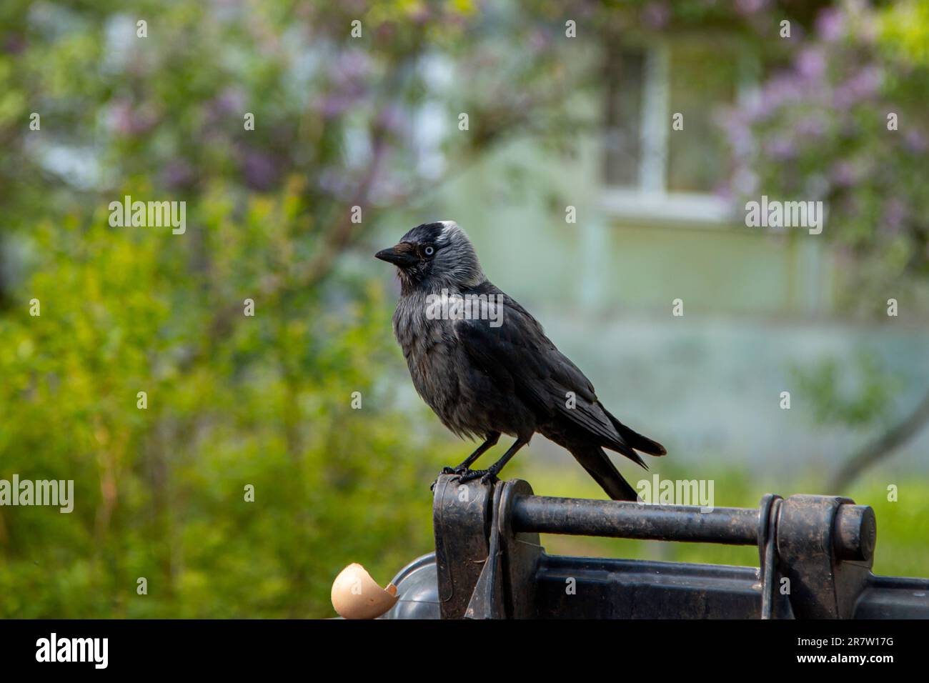 The western jackdaw (Coloeus monedula), also known as the European ...