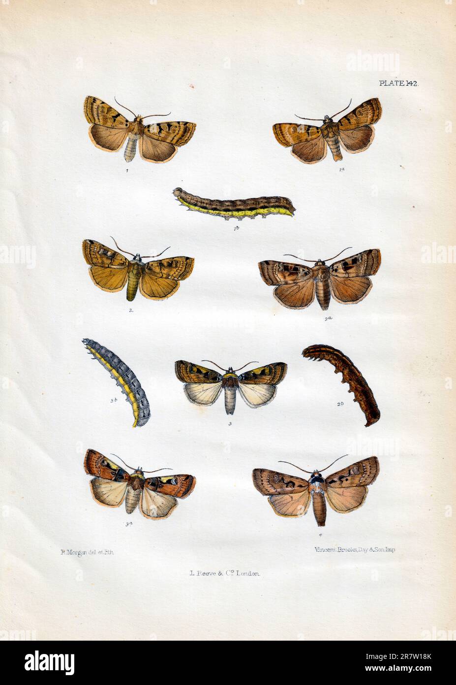 Charles Golding Barrett (1836-1904) - The Lepidoptera of the British ...
