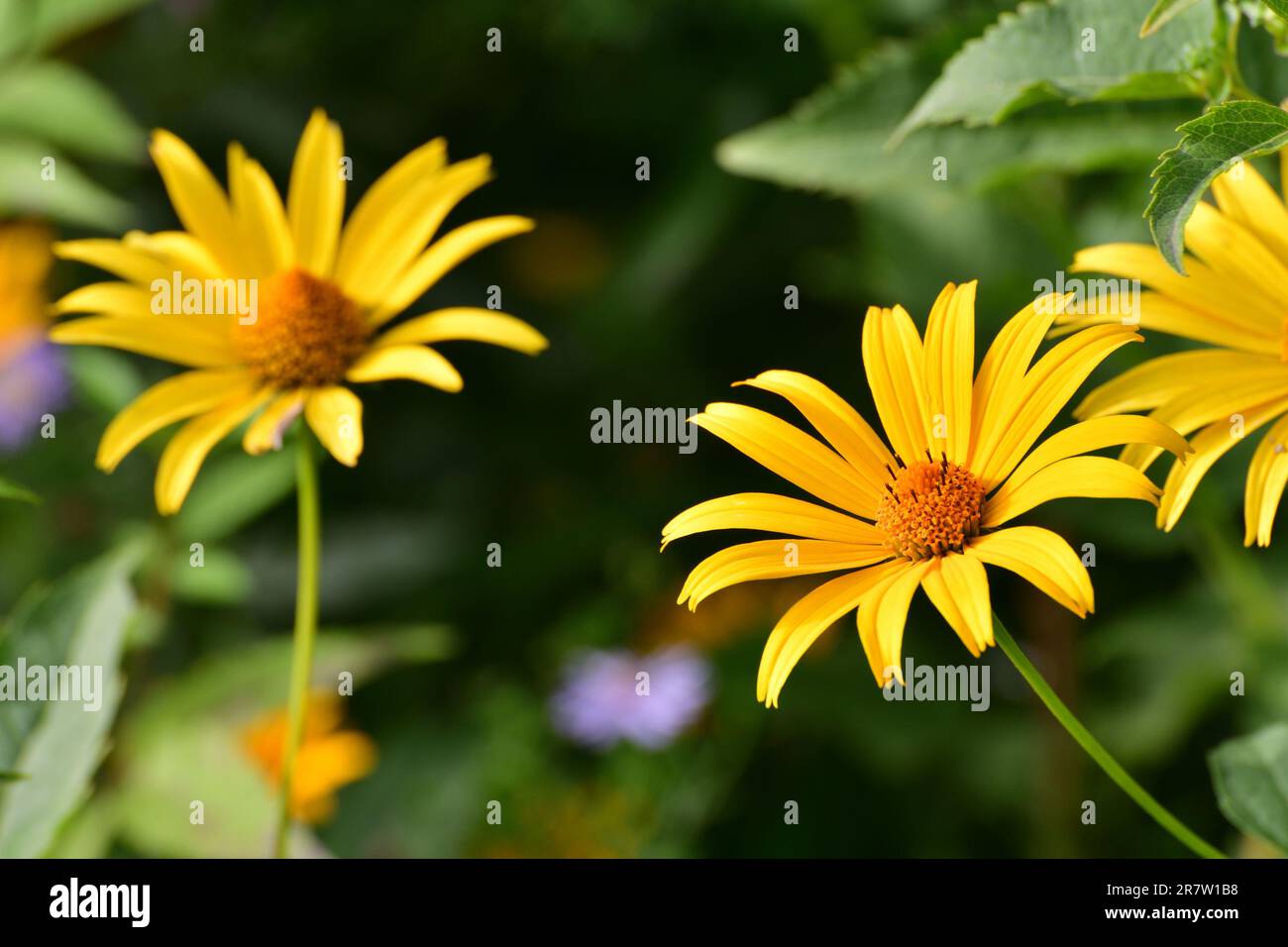 Heliopsis flower hi-res stock photography and images - Alamy