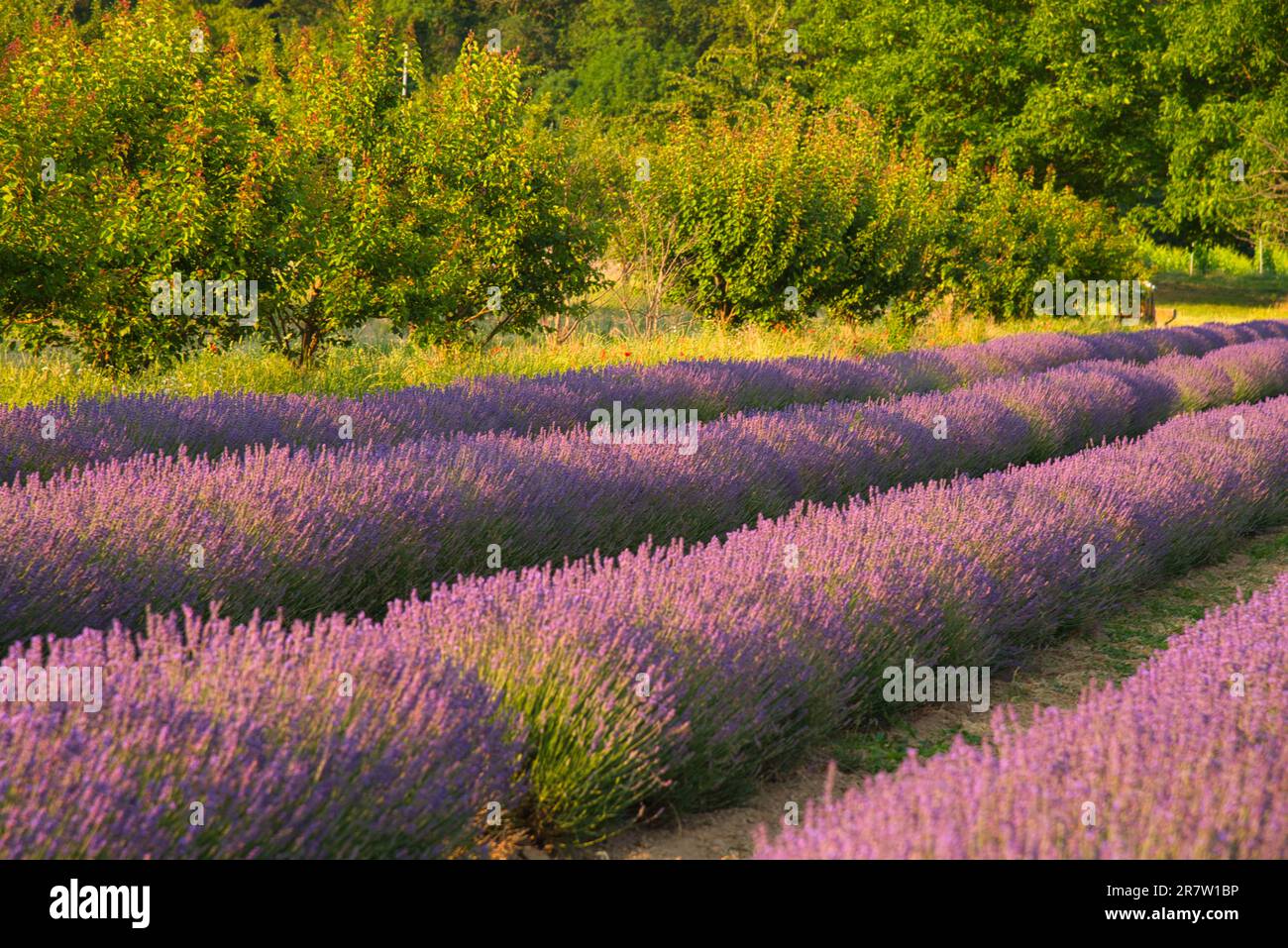Lavender fields in the Kaiserstuhl area in germany Stock Photo - Alamy