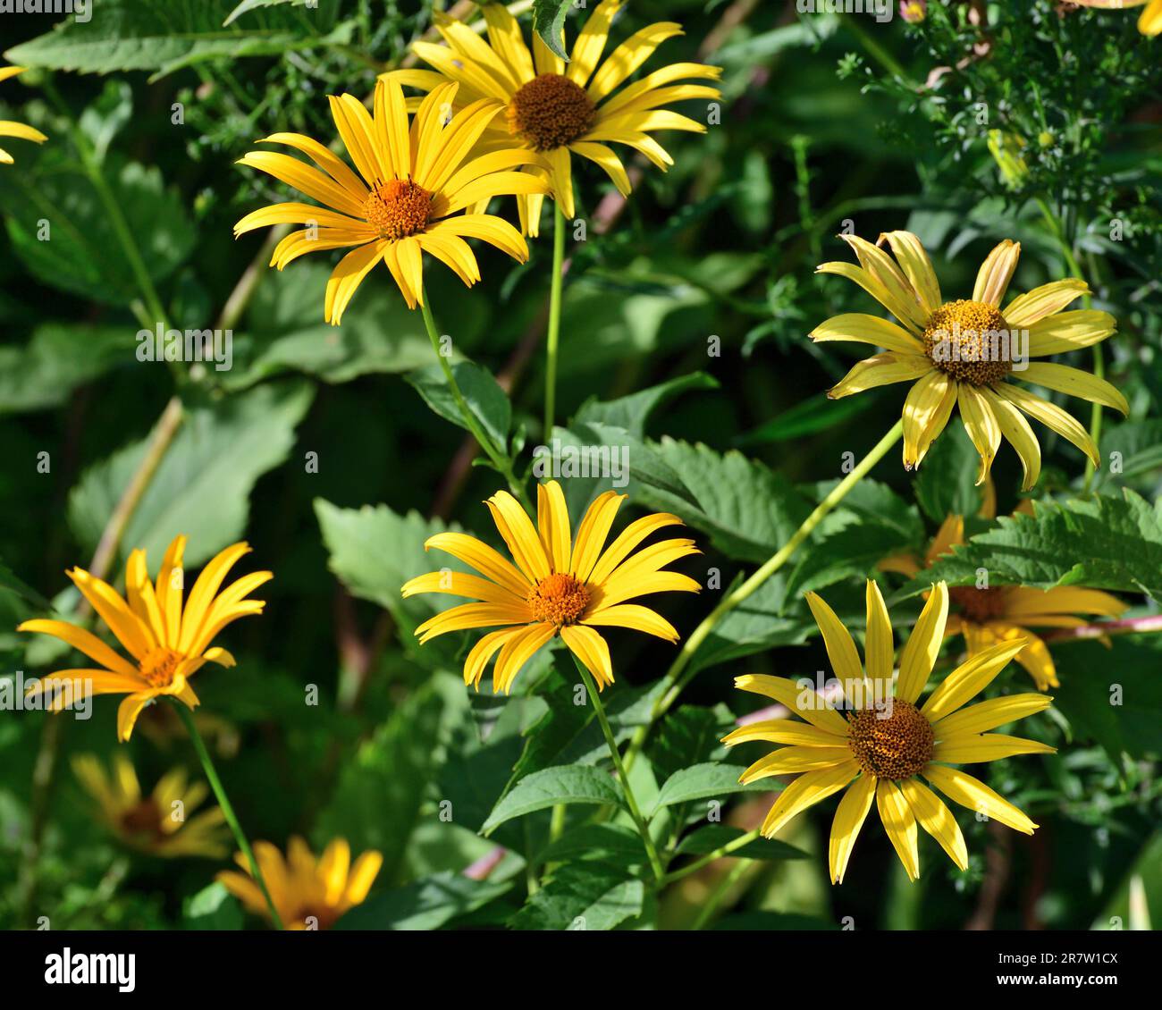 Heliopsis flower hi-res stock photography and images - Alamy