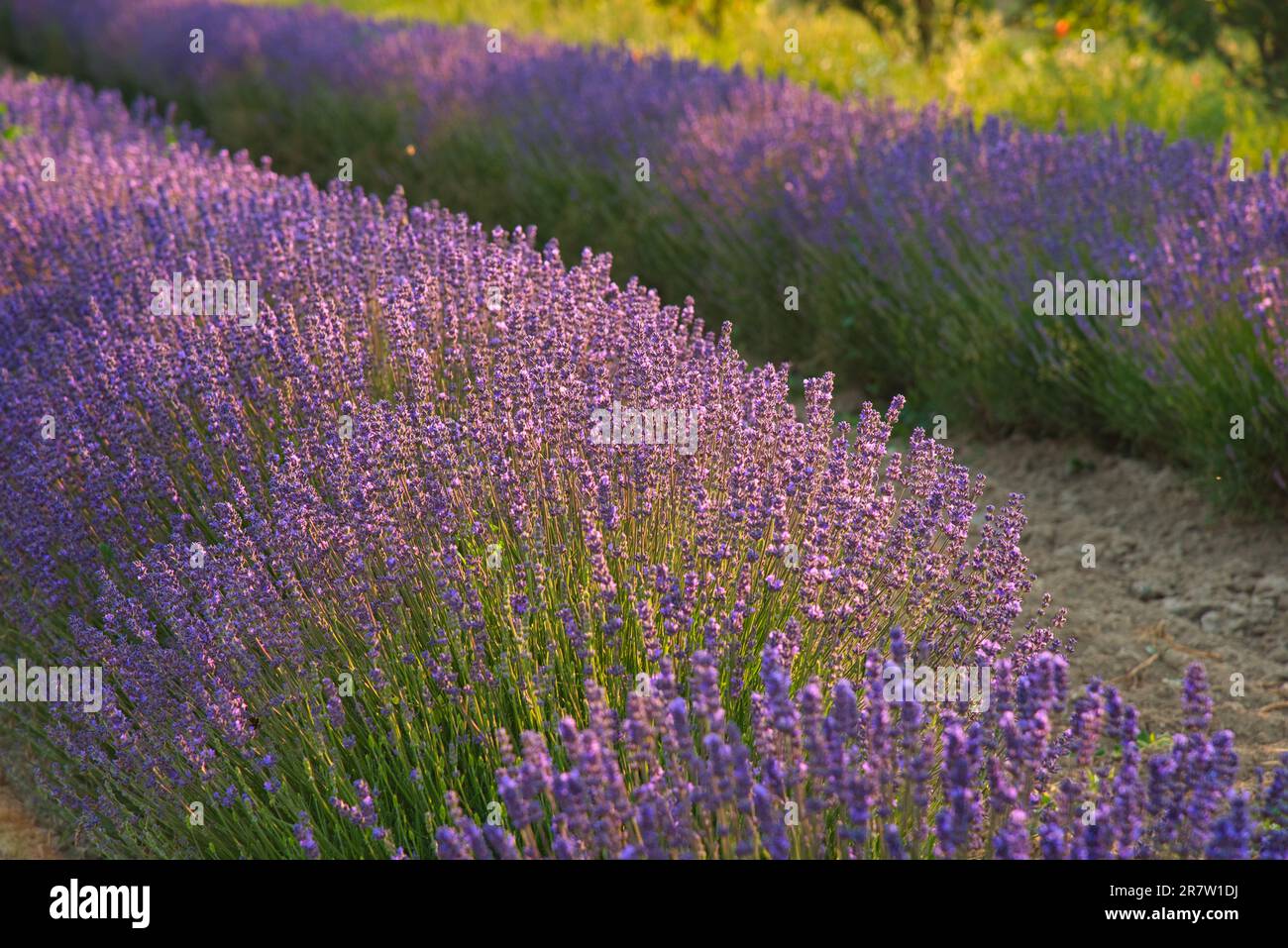Lavender fields in the Kaiserstuhl area in germany Stock Photo - Alamy