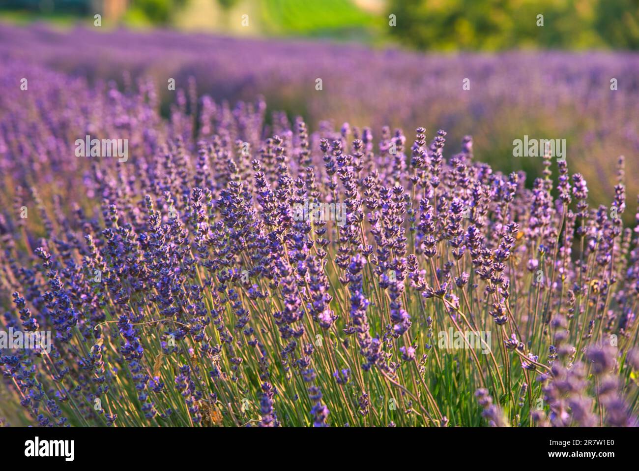 Lavender fields in the Kaiserstuhl area in germany Stock Photo - Alamy