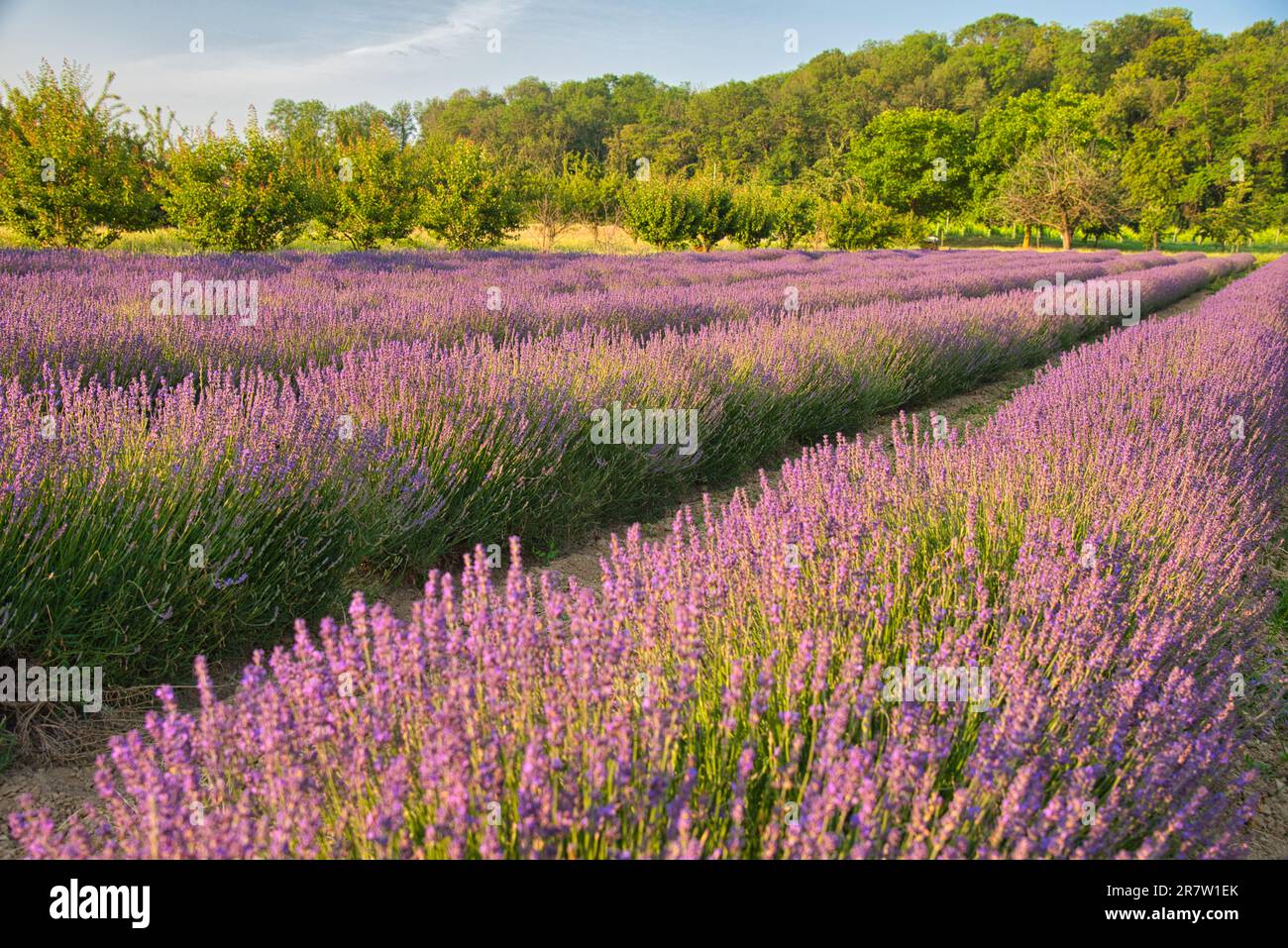 Lavender fields in the Kaiserstuhl area in germany Stock Photo - Alamy