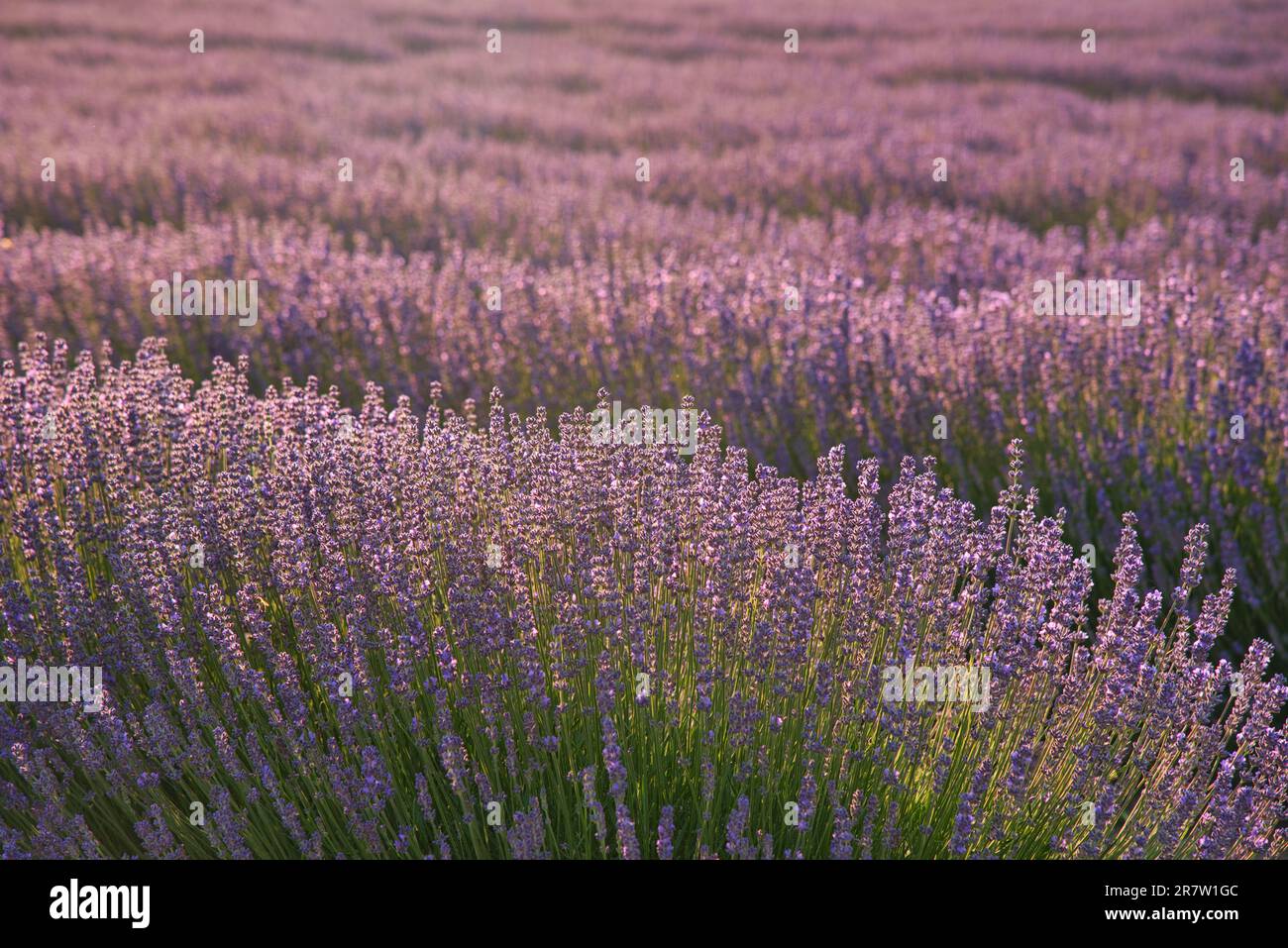 Lavender fields in the Kaiserstuhl area in germany Stock Photo - Alamy