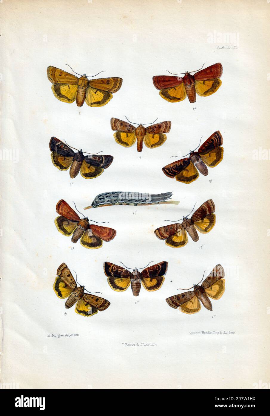 Charles Golding Barrett (1836-1904) - The Lepidoptera of the British ...