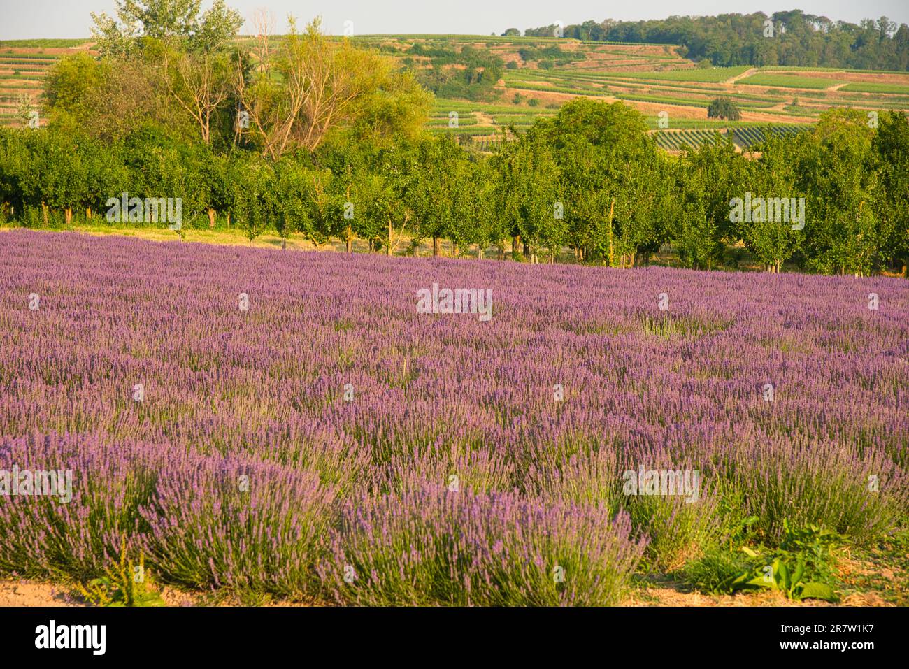 Lavender fields in the Kaiserstuhl area in germany Stock Photo - Alamy