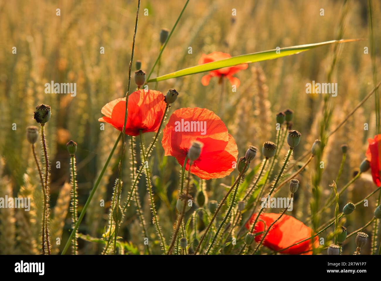 Lavender fields in the Kaiserstuhl area in germany Stock Photo - Alamy
