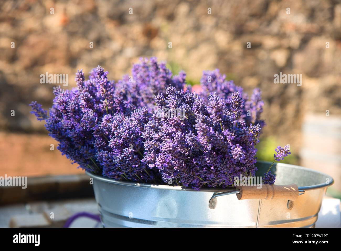 Lavender fields in the Kaiserstuhl area in germany Stock Photo - Alamy